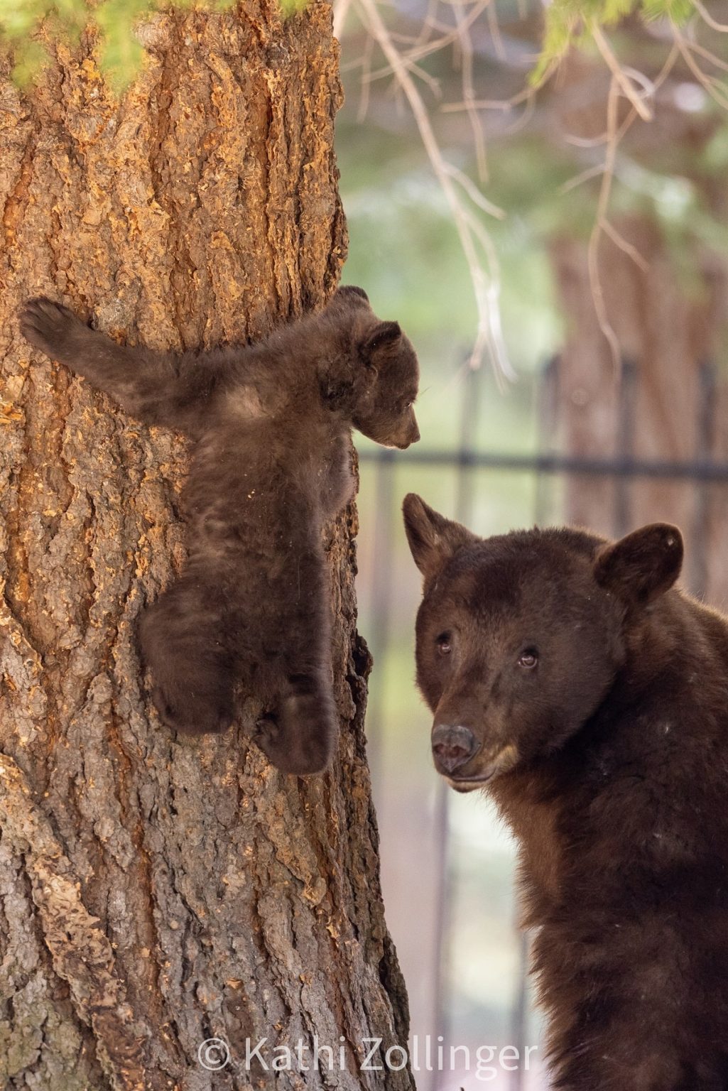 BEAR League – People living in harmony with bears