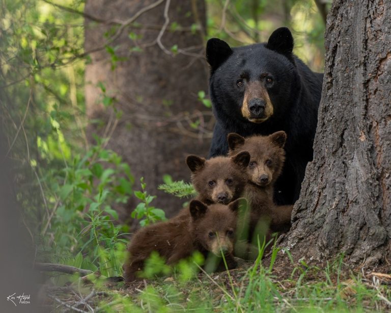 BEAR League – People living in harmony with bears