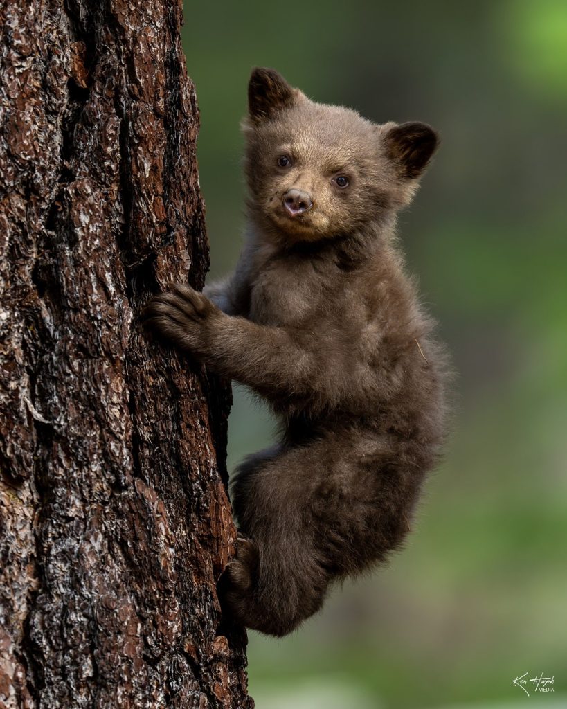 BEAR League – People living in harmony with bears