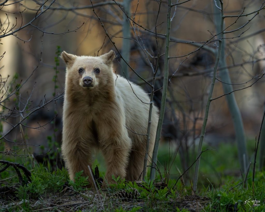 BEAR League – People living in harmony with bears