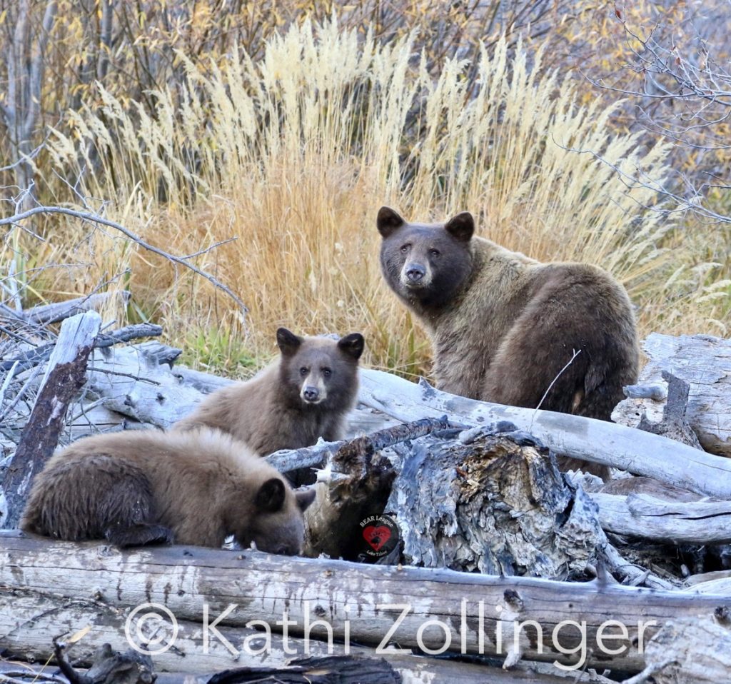 BEAR League – People living in harmony with bears