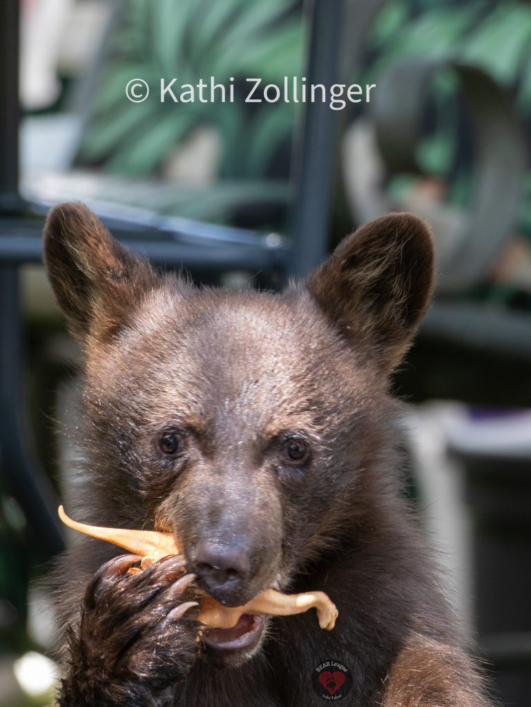 BEAR League – People living in harmony with bears