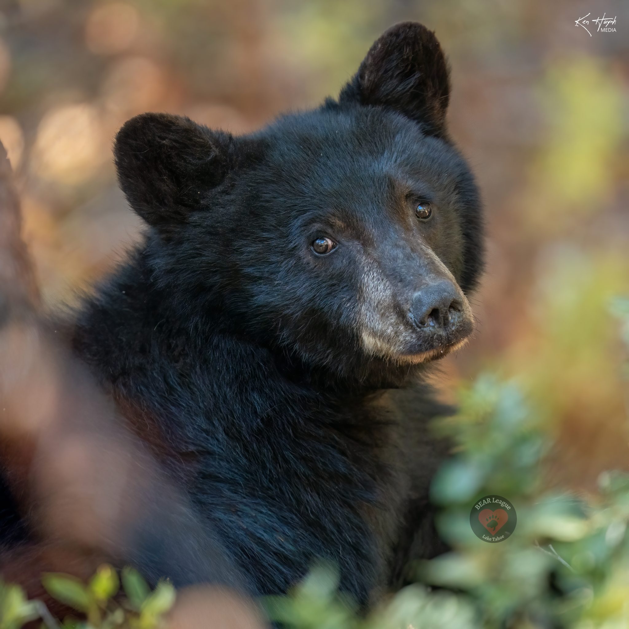 BEAR League – People living in harmony with bears