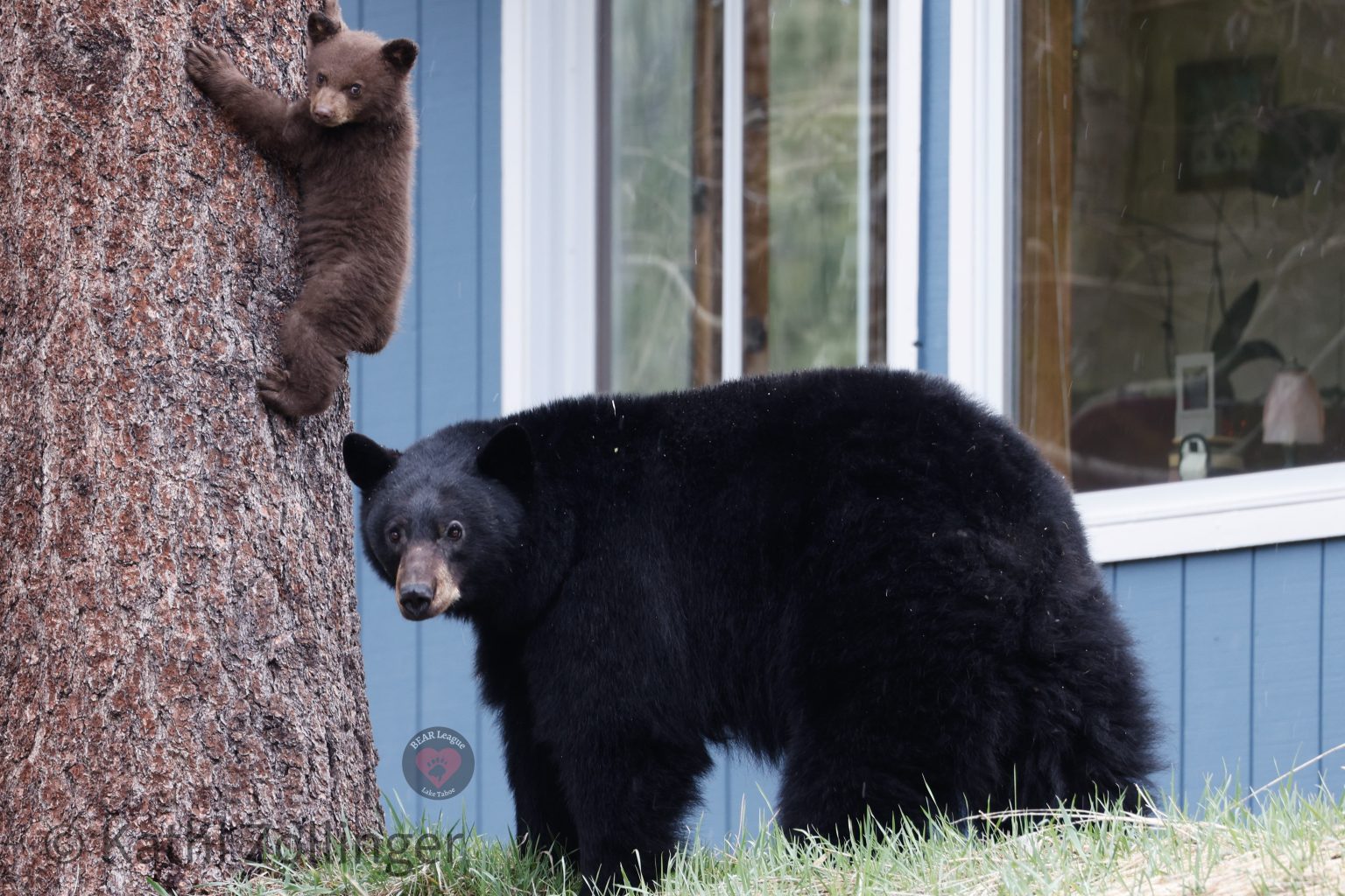 BEAR League – People living in harmony with bears